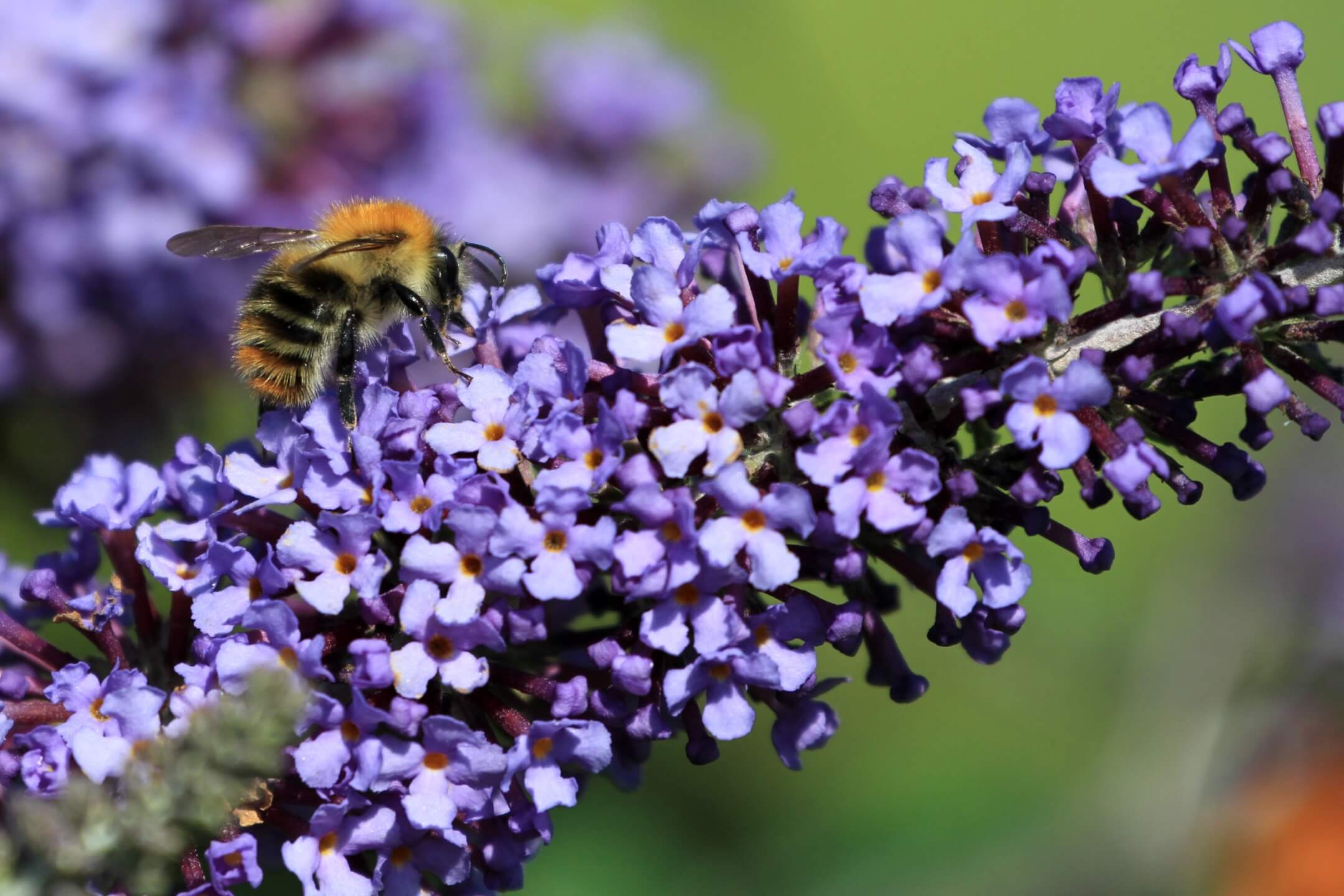 September in Pictures - Hawthorns Park