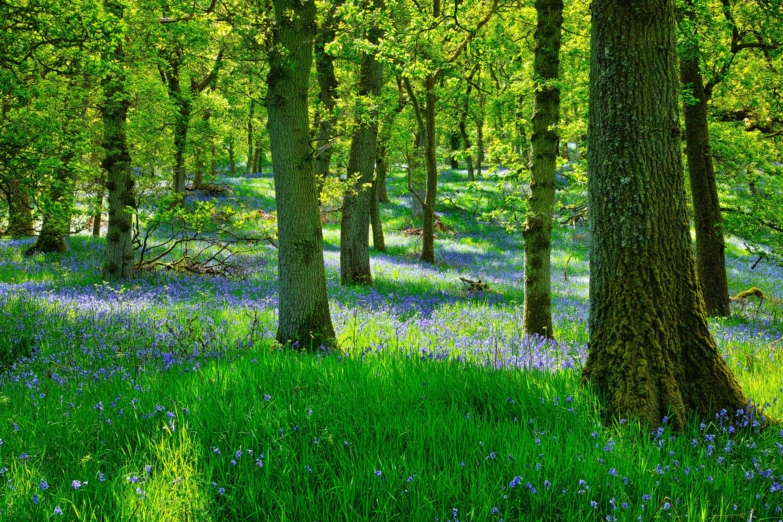 The Best Places to See Bluebells in Lancashire | Hawthorns Park